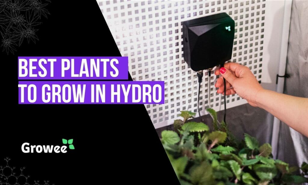 The 15 Best Plants to Grow Hydroponically - Be Amazed!