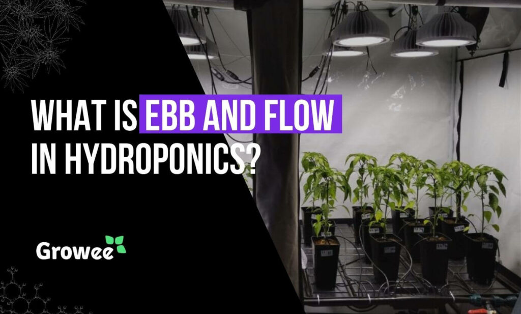 What is Ebb and Flow In Hydroponics Systems? | Growee