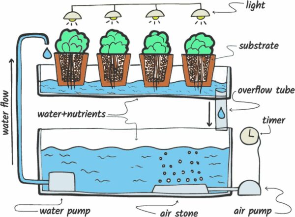 What is Ebb and Flow In Hydroponics Systems? | Growee