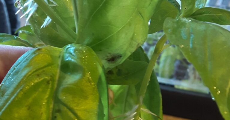 Grow Basil Hydroponically: Must-Know Tips for Success!