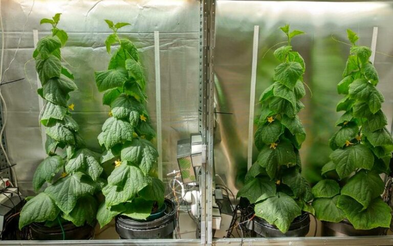 Water Replacement in DWC: The When, Why, and How | Growee