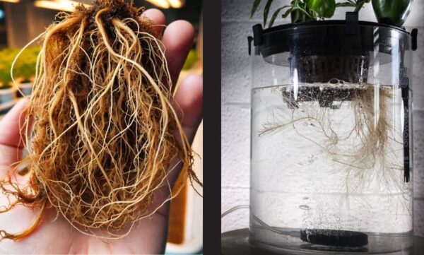 5 Hydroponic Problems and How to Solve Them - Growee